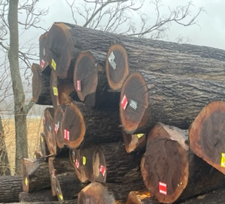 Standing Timber & Log Purchasing – Travco Lumber Company